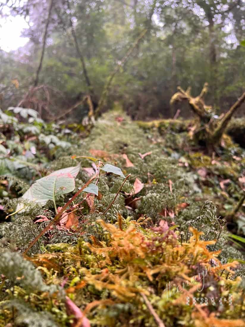 Trekking đỉnh Sa Mu | U Bò | Tà Xùa | Blog Du Lịch